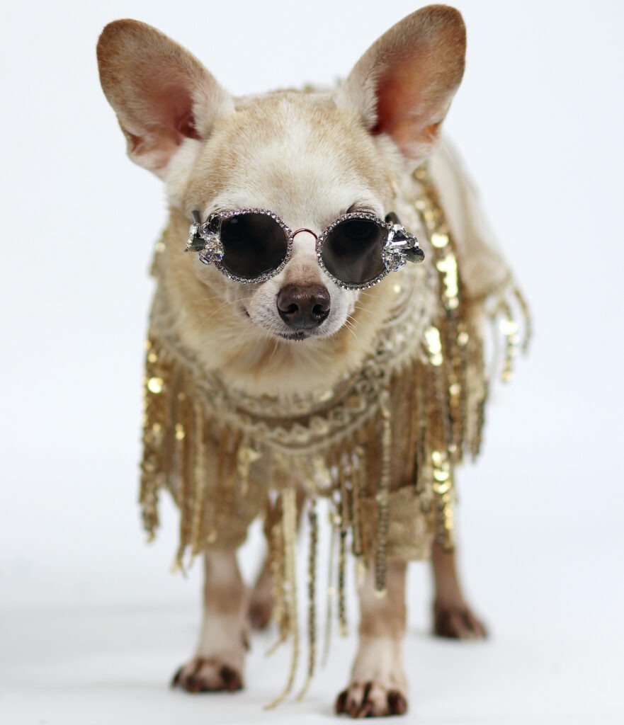 LOLA AND POOCH, Stylish and Trendy Cleopatra Dog Top